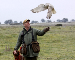 Surrey Falconry Experiences and Activity Days, Hawking Walk, Owl ...